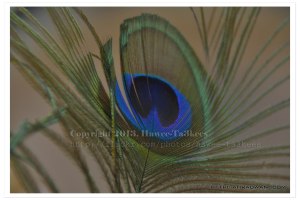 Sample shots, D7100 | Ali's Photography Space...